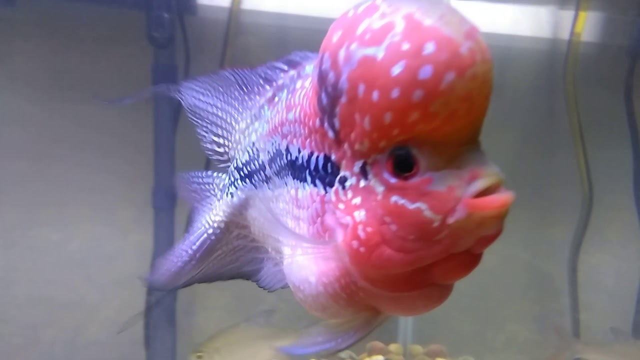 SRD Short Body FlowerHorn - YouTube