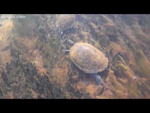 Manatee Springs 🤘🏻😎🤘🏻