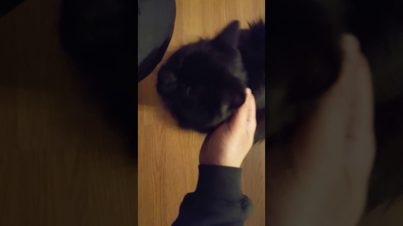 Raven the Cat is Friendly - YouTube