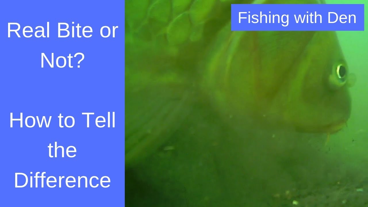 How to Read Carp Bites - Underwater Footage - YouTube