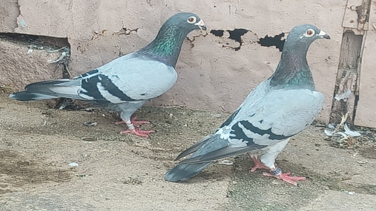 Racing Homer | Racing Homer For Sale | 9742749465 - YouTube