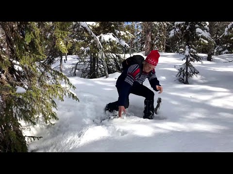 Capercaillie Buried in Snow  || ViralHog
