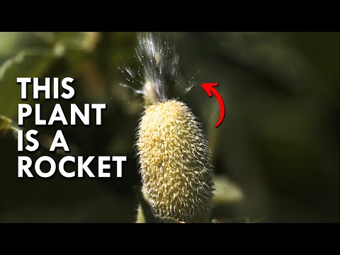 Don't Touch This Exploding Plant: The Squirting Cucumber's Toxic Defense