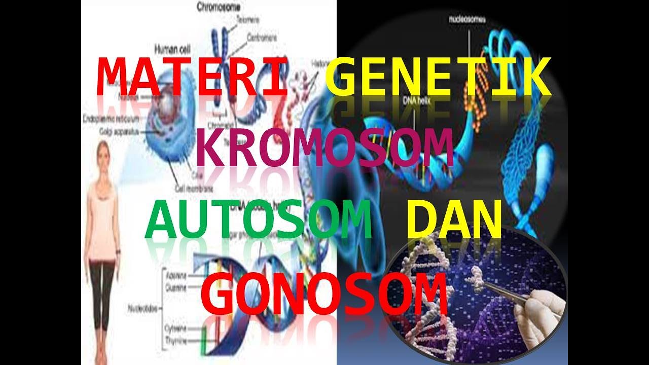 MATERI GENETIK KROMOSOM AUTOSOM DAN GONOSOM - YouTube