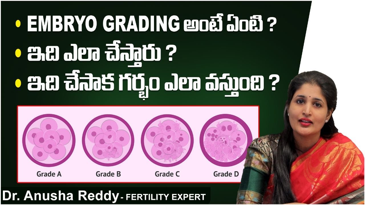 Embryo Grading ఎలా చేస్తారు? | Embryo Grading Process In IVF ...