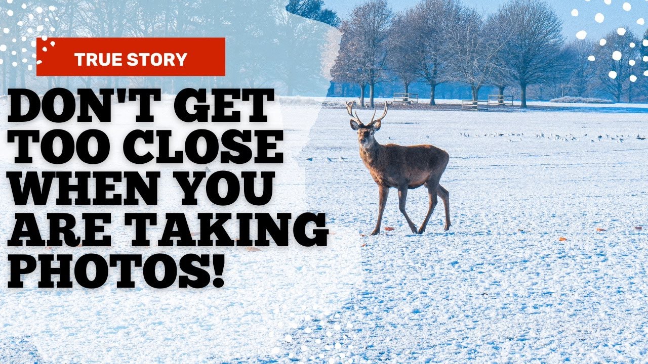 Filming Deer - This Is What Happens When Your Cover Is Blown - Short ...