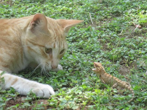 Best Video !! Must See. Awesome Nature!! Cat Playing With a Lizard ...