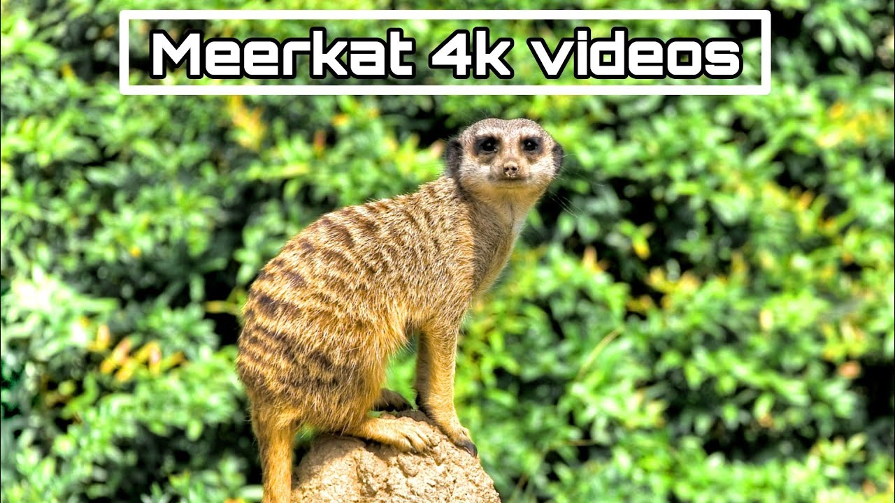 | Meerkat 4k videos | African Meerkat wildlife videos | Meerkat videos ...