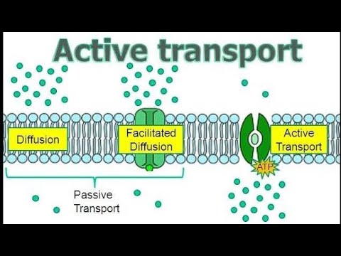What is difference between Active transport, diffusion and osmosis ...
