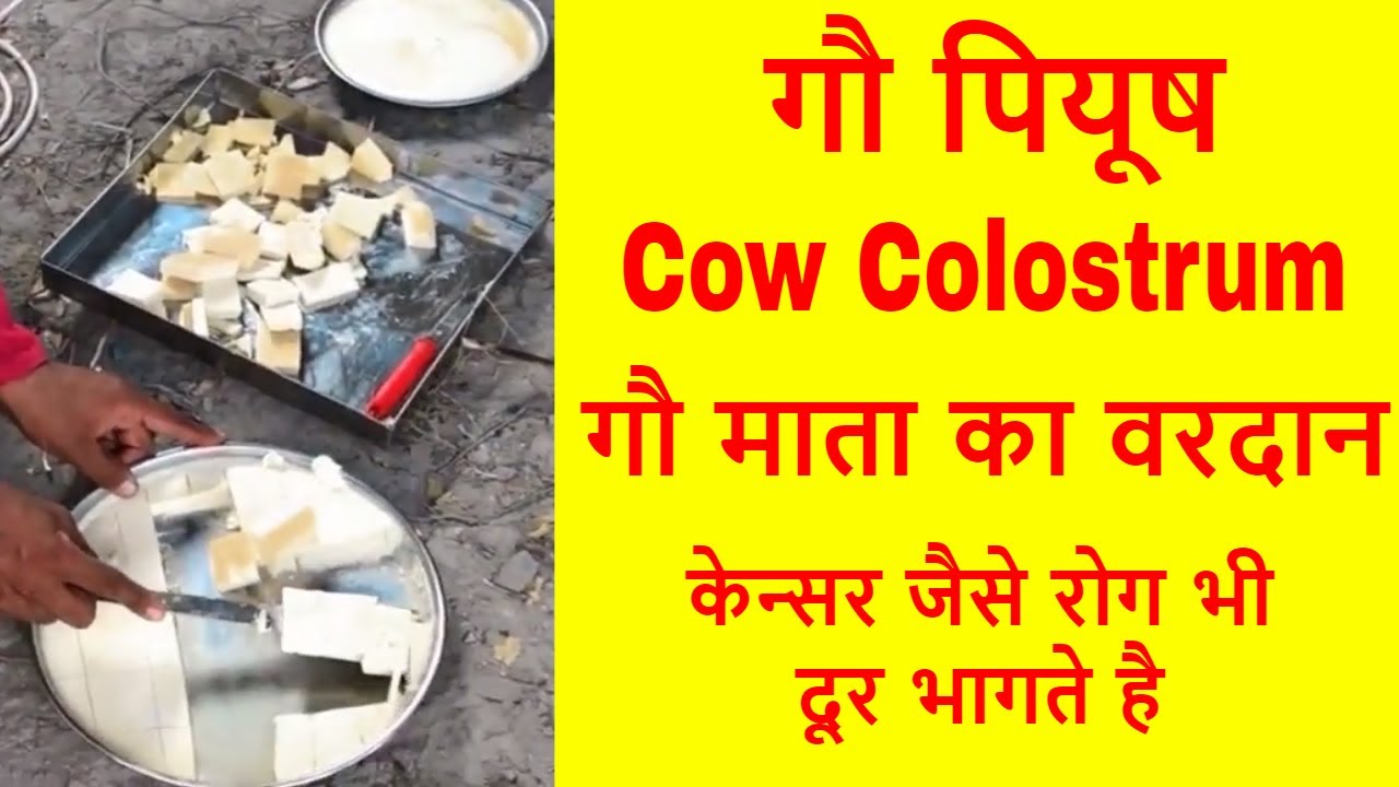Ginnu Recipe | Cow Colostrum Milk Sweet Like Cake or Milk Pudding | खीस ...