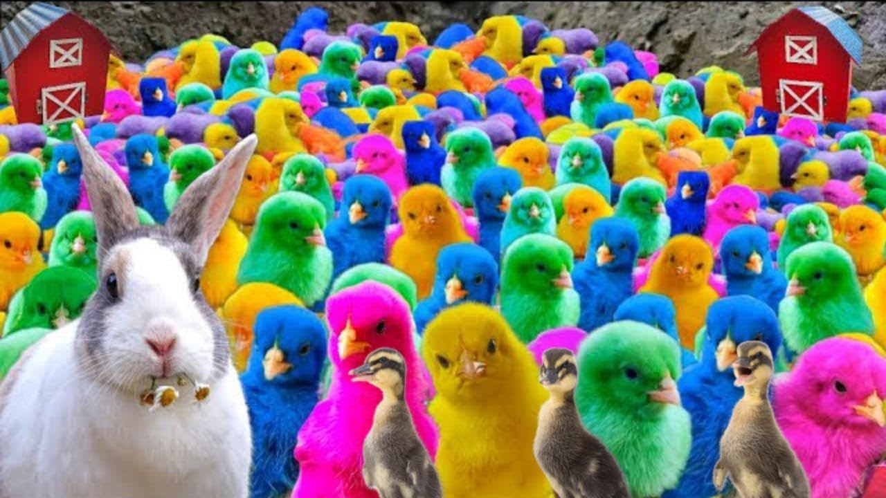 World of cute chicks, colorful chicks, Cute ducks, Cute animals, Cute ...