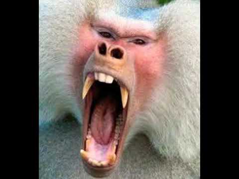 (The Rundown 2007) The Hamandryas Baboon's Roar 🦍 🔊 - YouTube