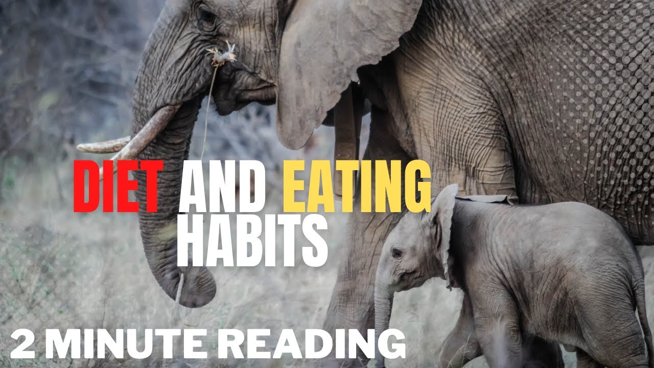 Elephant diet and eating habits - YouTube