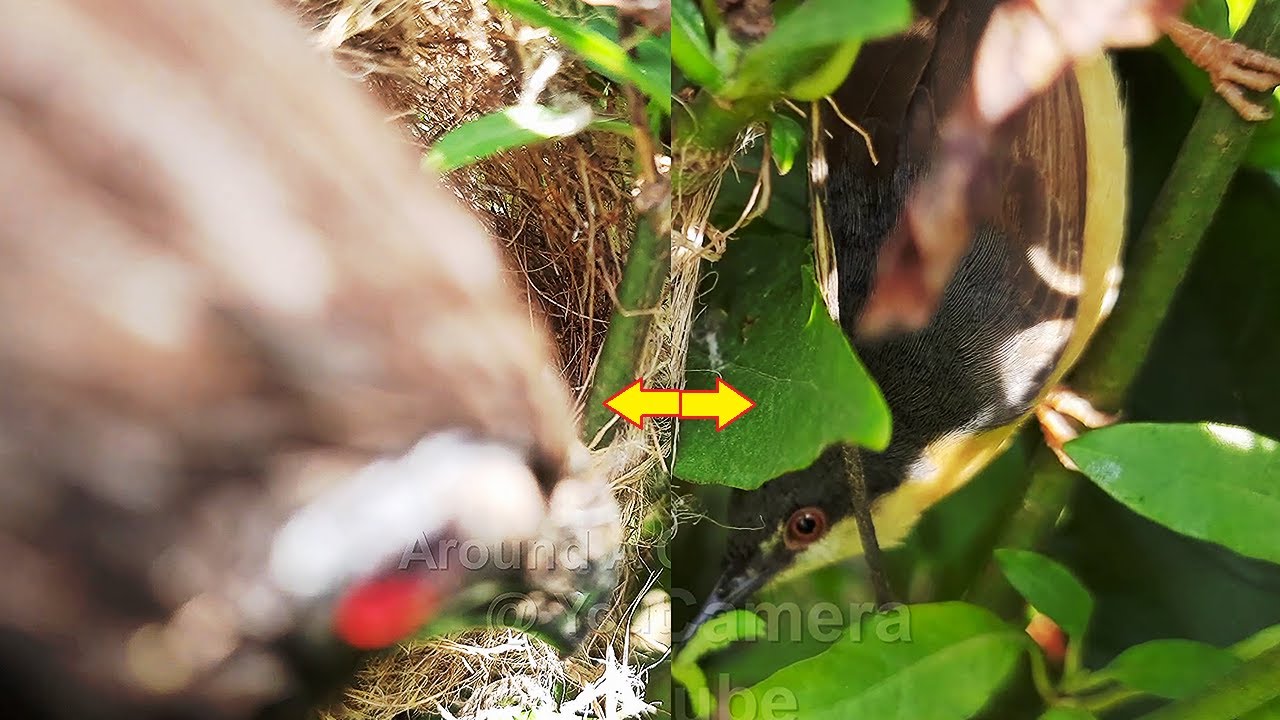 Mother Searching babies Eaten By Predator Red Eye Crow in Nest | Crow ...
