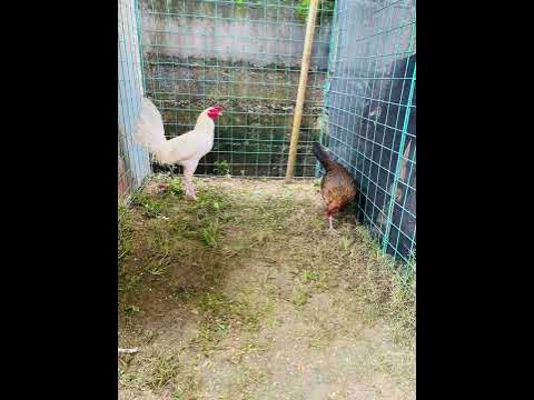 My first clutch of breeding. Firebird gamefarm line. - YouTube