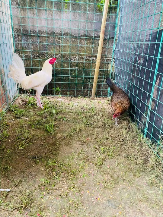 My first clutch of breeding. Firebird gamefarm line. - YouTube