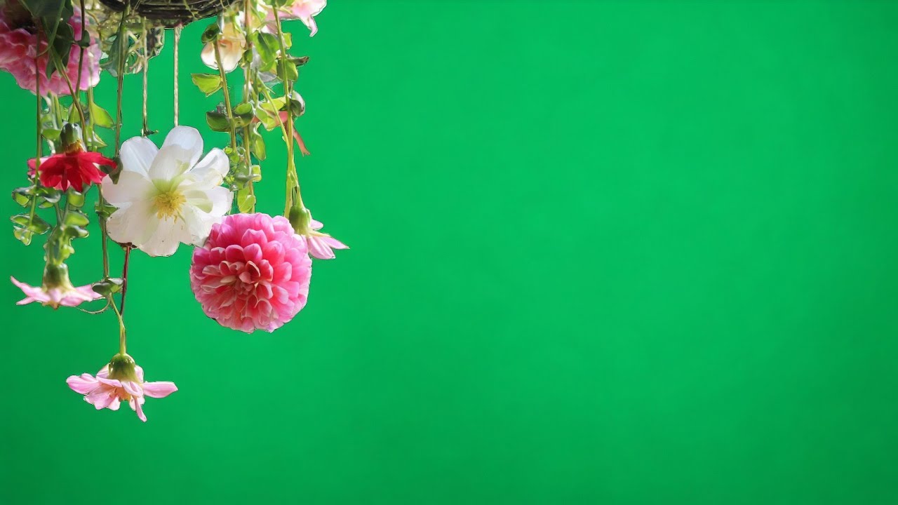 Hanging flowers animation green screen video | Green screen flower ...