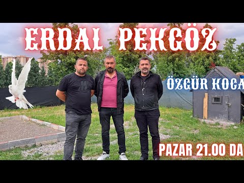 ERDAL PEKGÖZ & ÖZGÜR KOCA . İLK DEFA BİZİM MEZATIMIZDA !!!! #CANLI #güvercin #oyunkuşu #