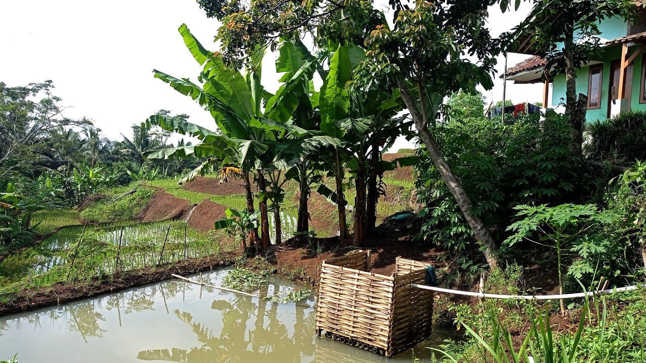 Semilir Anginnya Sejuk Matak Betah, Suasana Pagi Di Kampung || Kang Oos ...