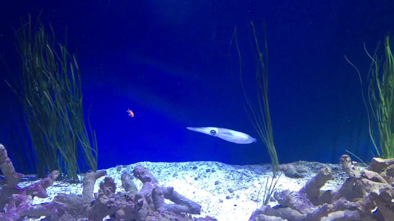 Cuttlefish eating goldfish - YouTube