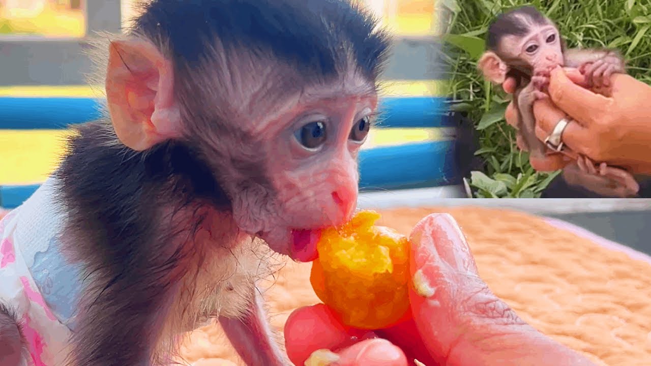 Monkey after found. Feed the cute monkey - YouTube