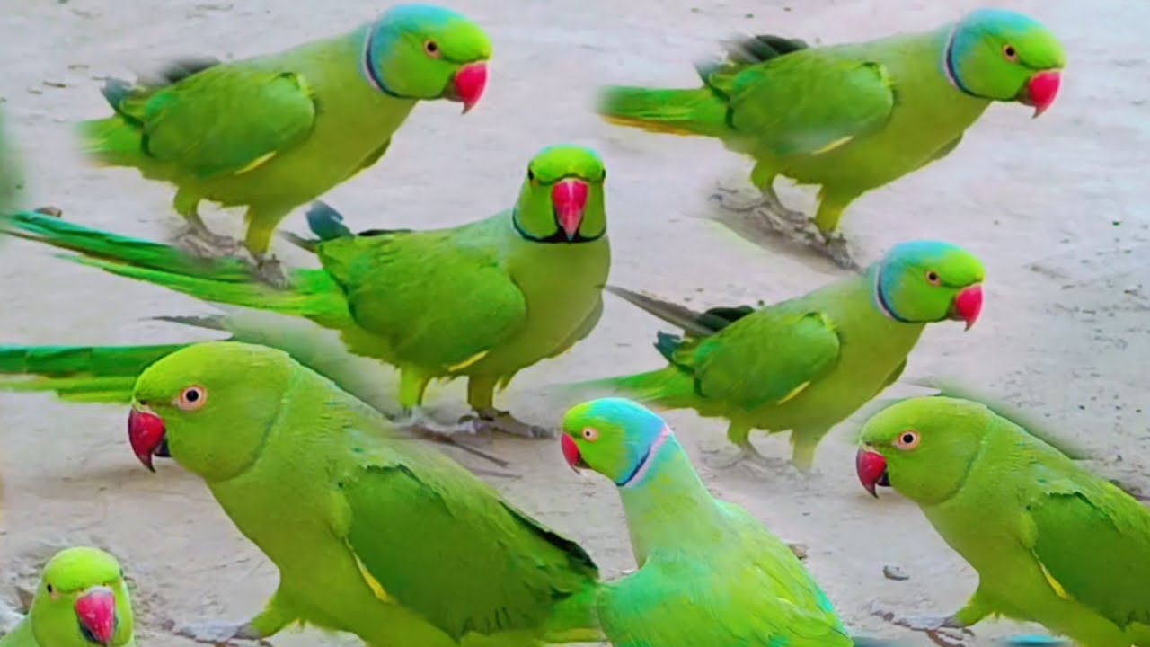 Parrot Natural And Beautiful Show Parrot Video - YouTube