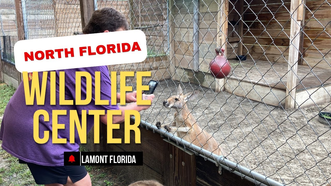 North Florida Wildlife Center in Lamont Florida - YouTube