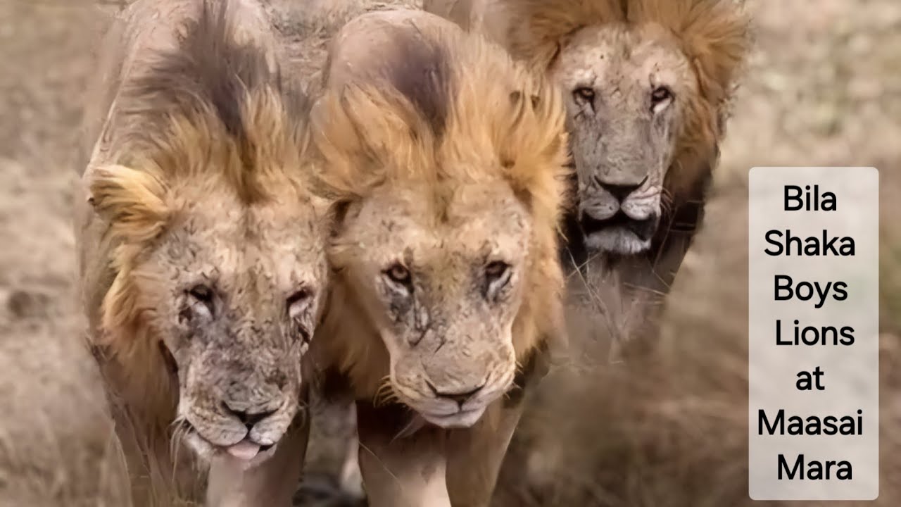 Bila Shaka Boys Lions at Maasai Mara #shotoniphone #wildlifephotography ...