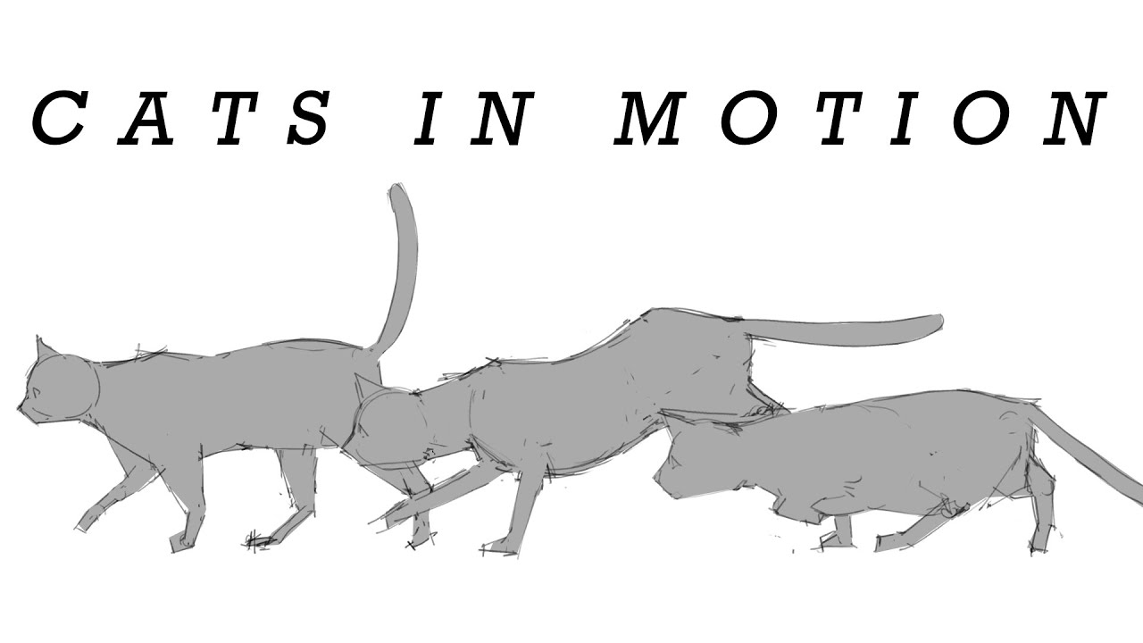 CATS IN MOTION | cat animation - YouTube