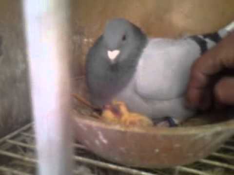 German racing pigeons loft Brieftauben Die Jungen schlüpfen 16.03.2013 ...