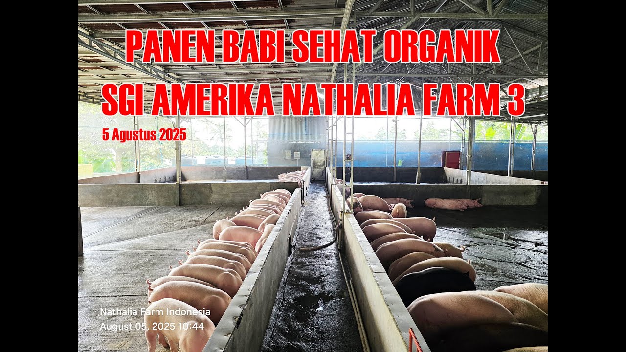 PANEN BABI SEHAT SGI AMERIKA ORGANIK NATHALIA FARM 3 - YouTube