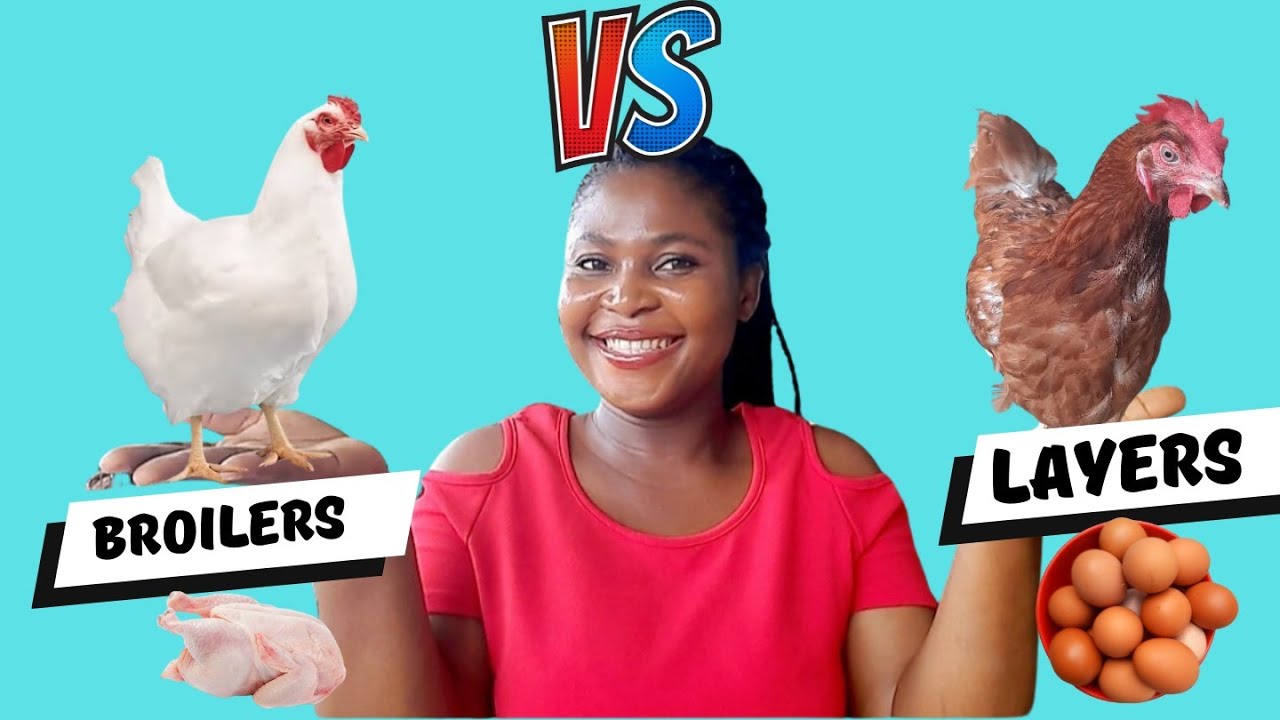 Which Poultry Business is More Profitable for Beginners, Broilers or Layers? - YouTube