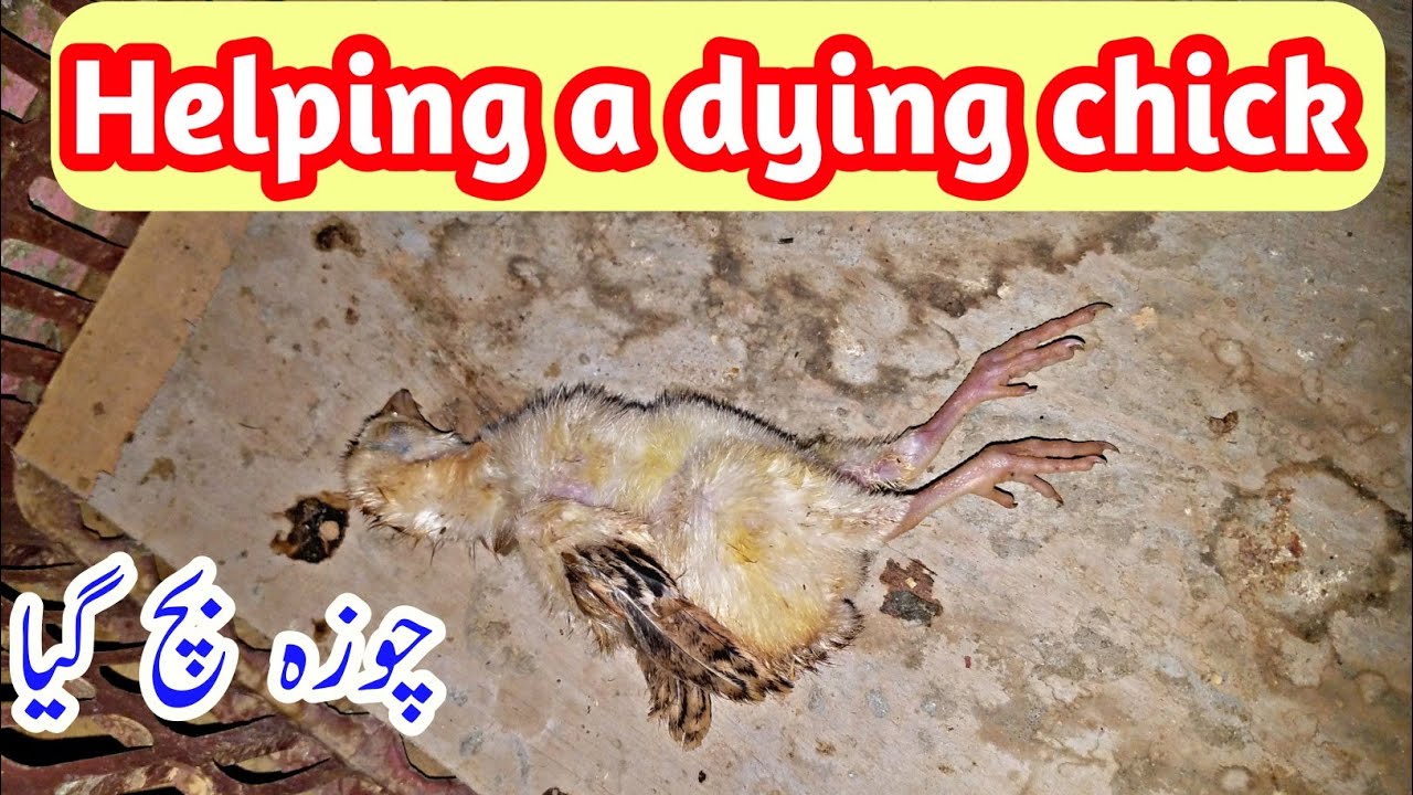 Trying to Save a Dying Chick - YouTube