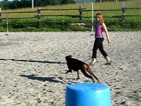 Barrel Racing Dog - YouTube