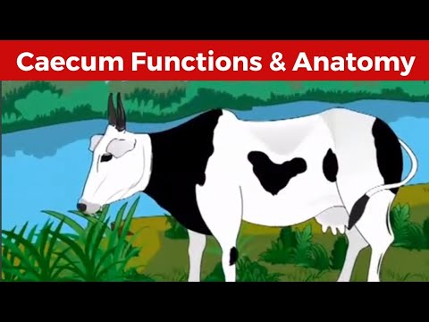 Caecum Functions in Digestive System - Large Intestine Anatomy ...
