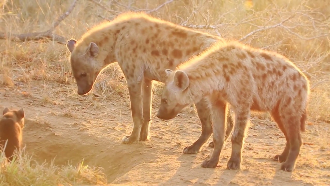 Wild animal - Hyena video - YouTube
