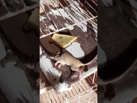 Güvercin sizce kumesteki fare yakalama yöntemi nasil? #shorts