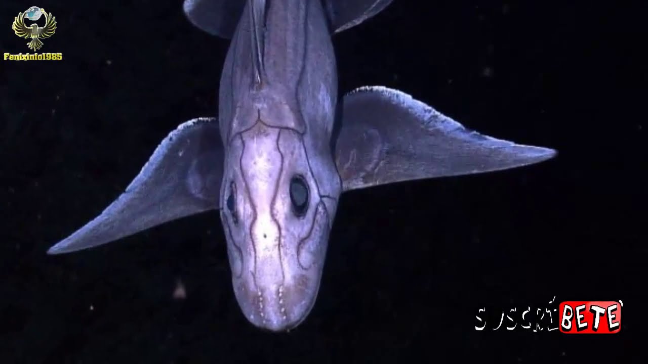 Las 10 Especies de Tiburones Mas Extrañas del Mundo - YouTube