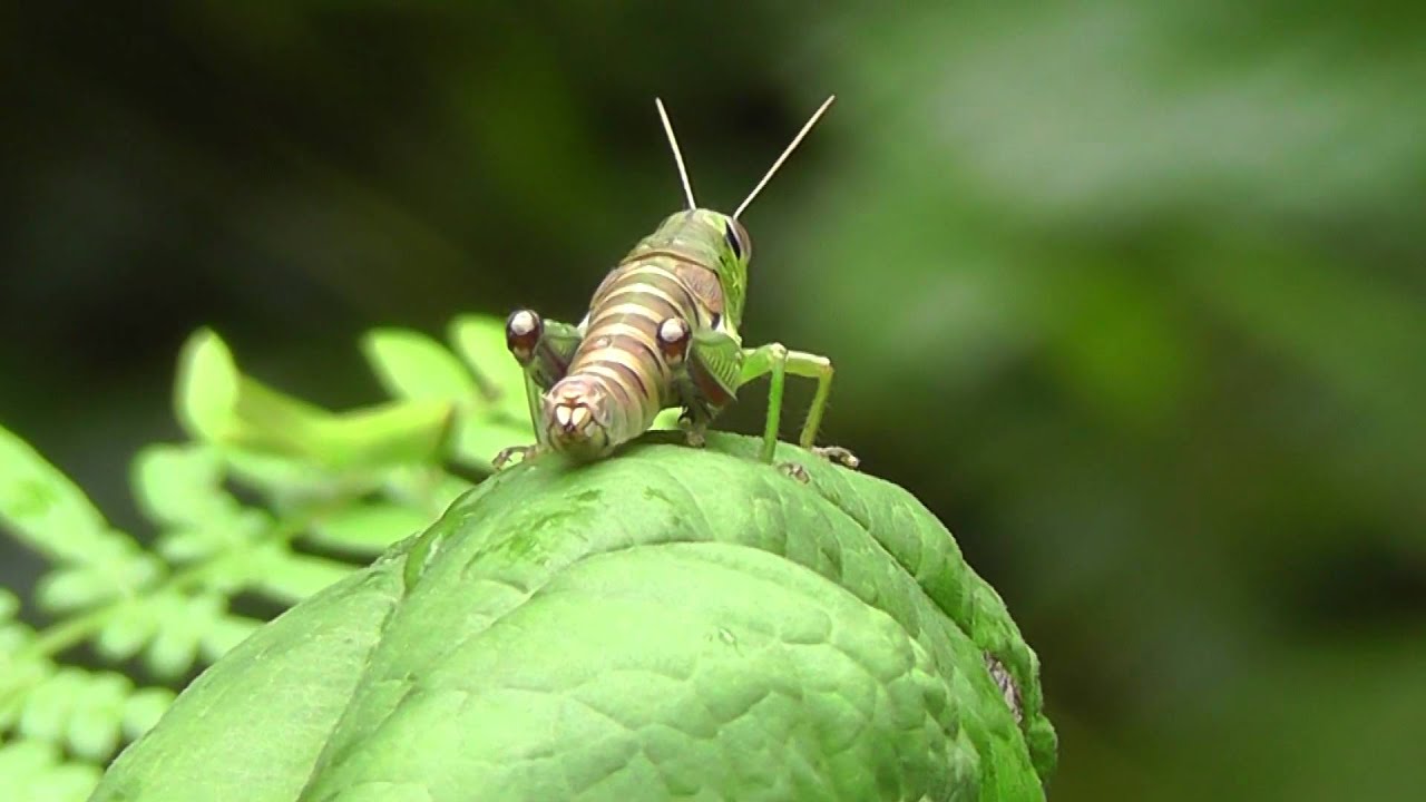 🐝 Japanese Grasshopper on a Leaf - Order Orthoptera - Real Japan ...