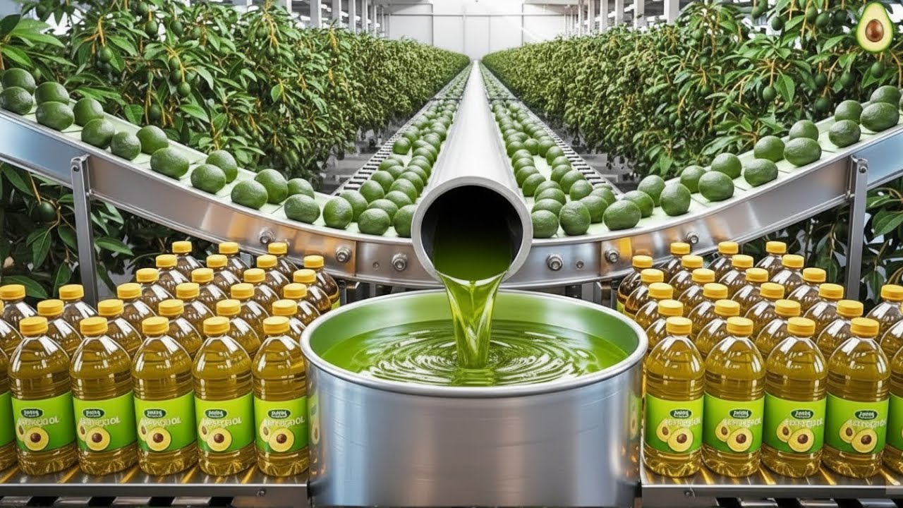 How Avocado Oil Is Made 🥑 | Full Factory Process: From Fruit to Bottle ...