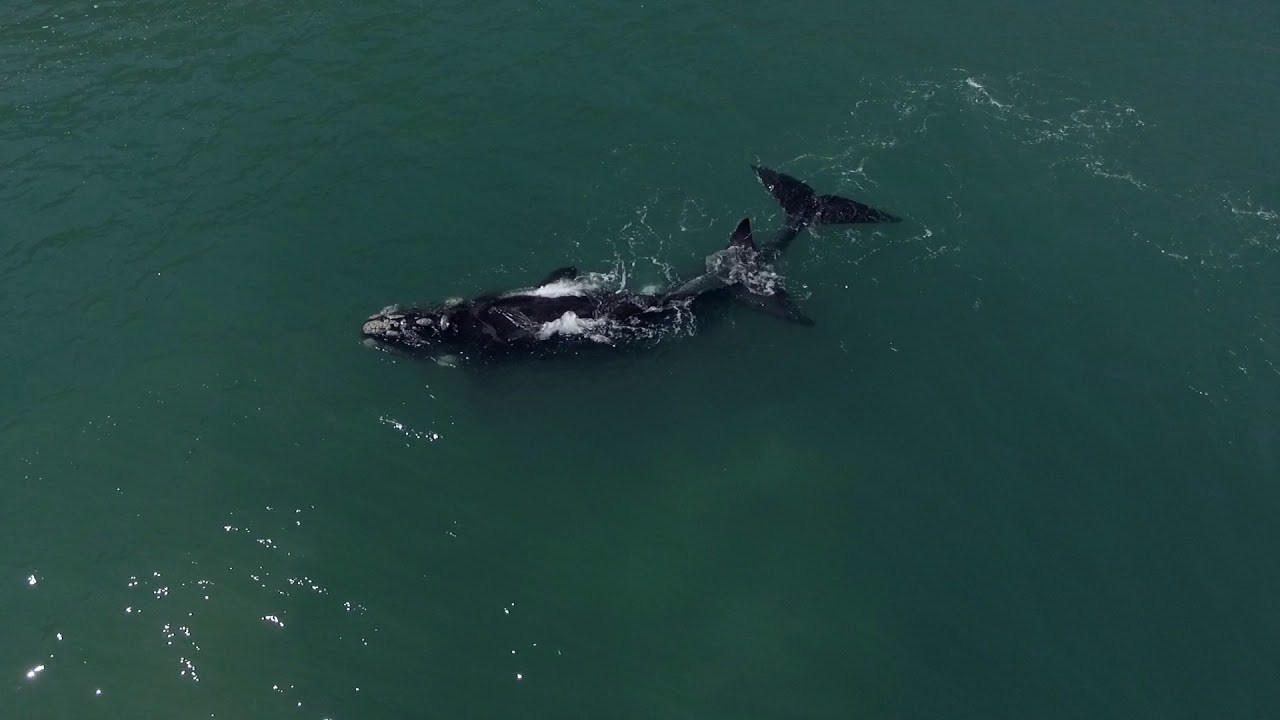 Rare video of whales mating in Hout Bay - YouTube