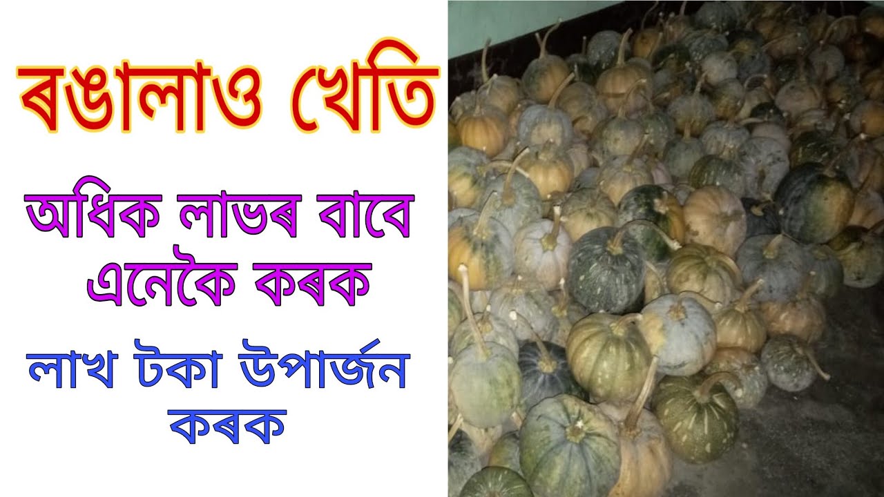 ৰঙালাওৰ খেতি এনেকৈ কৰক | Pumpkin Farming in assam | Ronga Lao kheti in ...