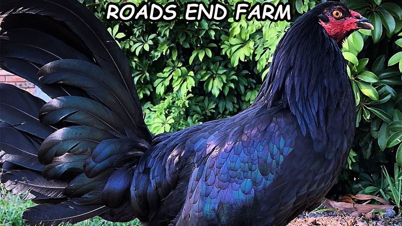 Beautiful Black Birds McRae Hennie Jap McLean ROADS end FARM - YouTube