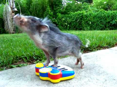 Copy of Tiny Teacup Pig Plays Piano - YouTube