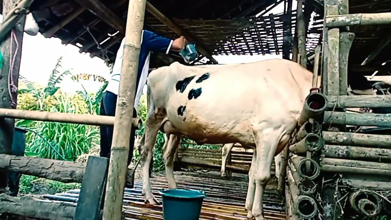 manfaat memandikan sapi secara rutin untuk sapi perah atau sapi susu ...