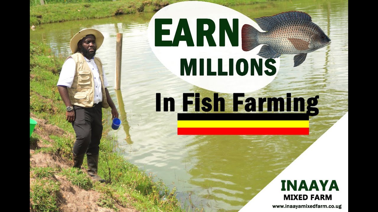 How To Start A Successful Fish Farming Business In Uganda - YouTube