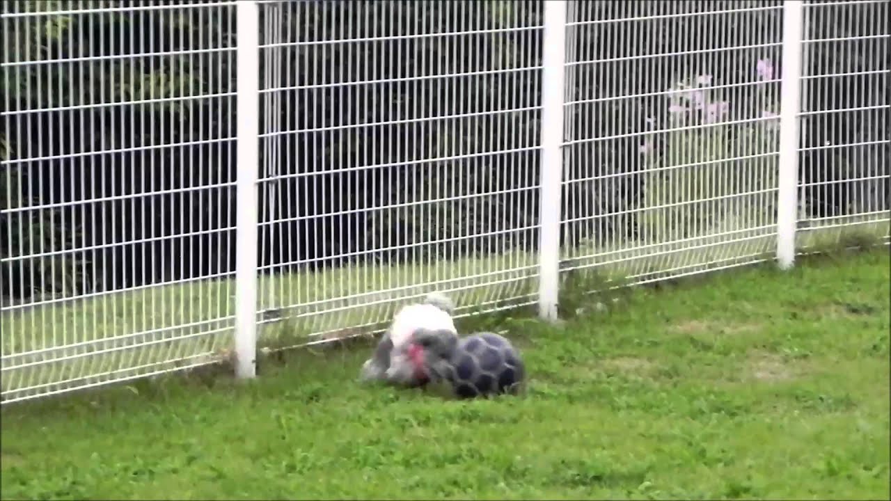 ドリブル犬 - Dribbling Dog - YouTube