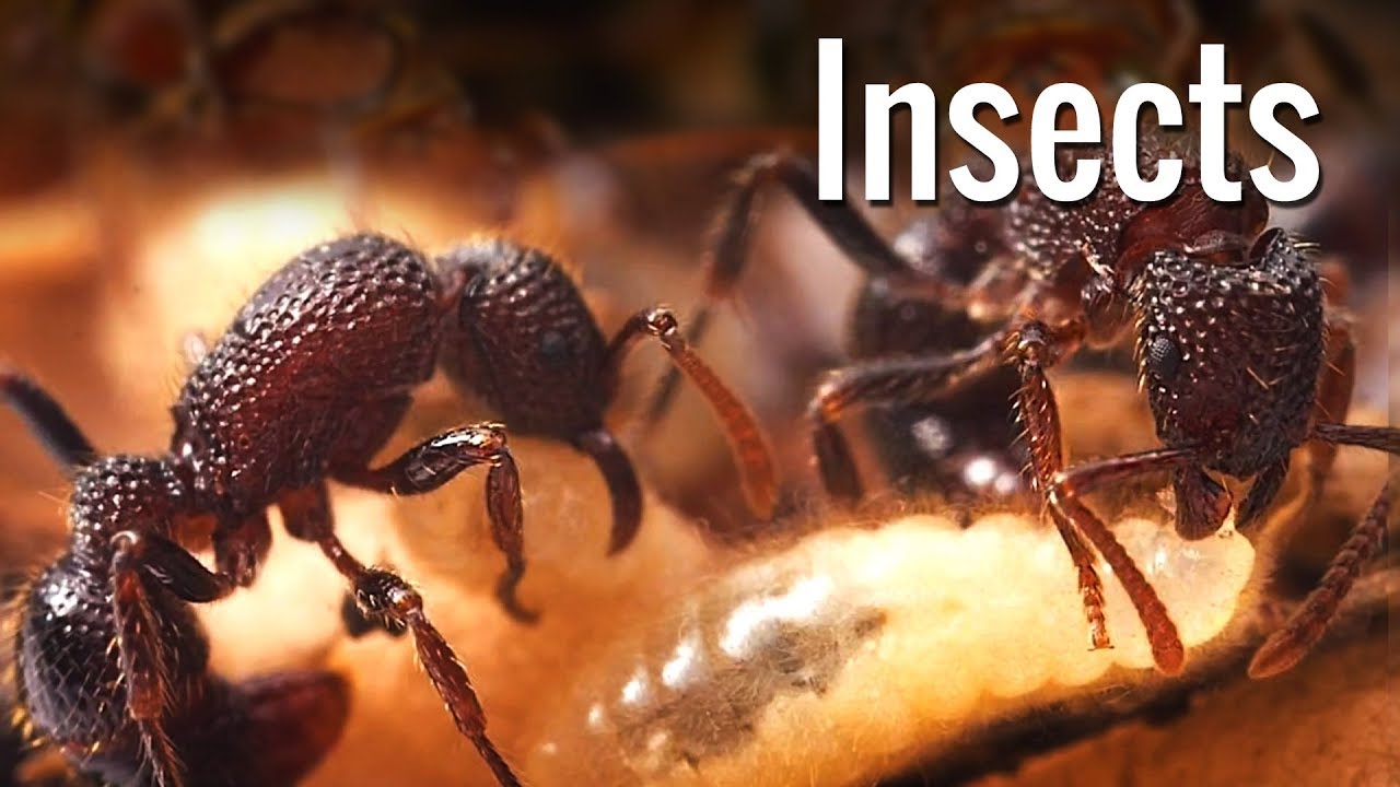 No More Insects No more Life | Importance of preserving the insects ...