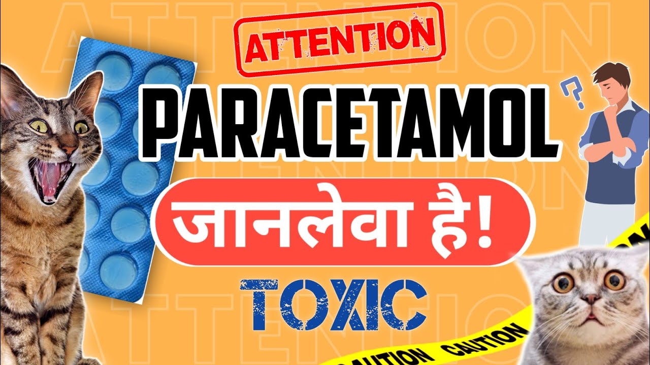 Paracetamol toxicity in cat || बिल्लियों के लिए जानलेवा है यह दवाई ...