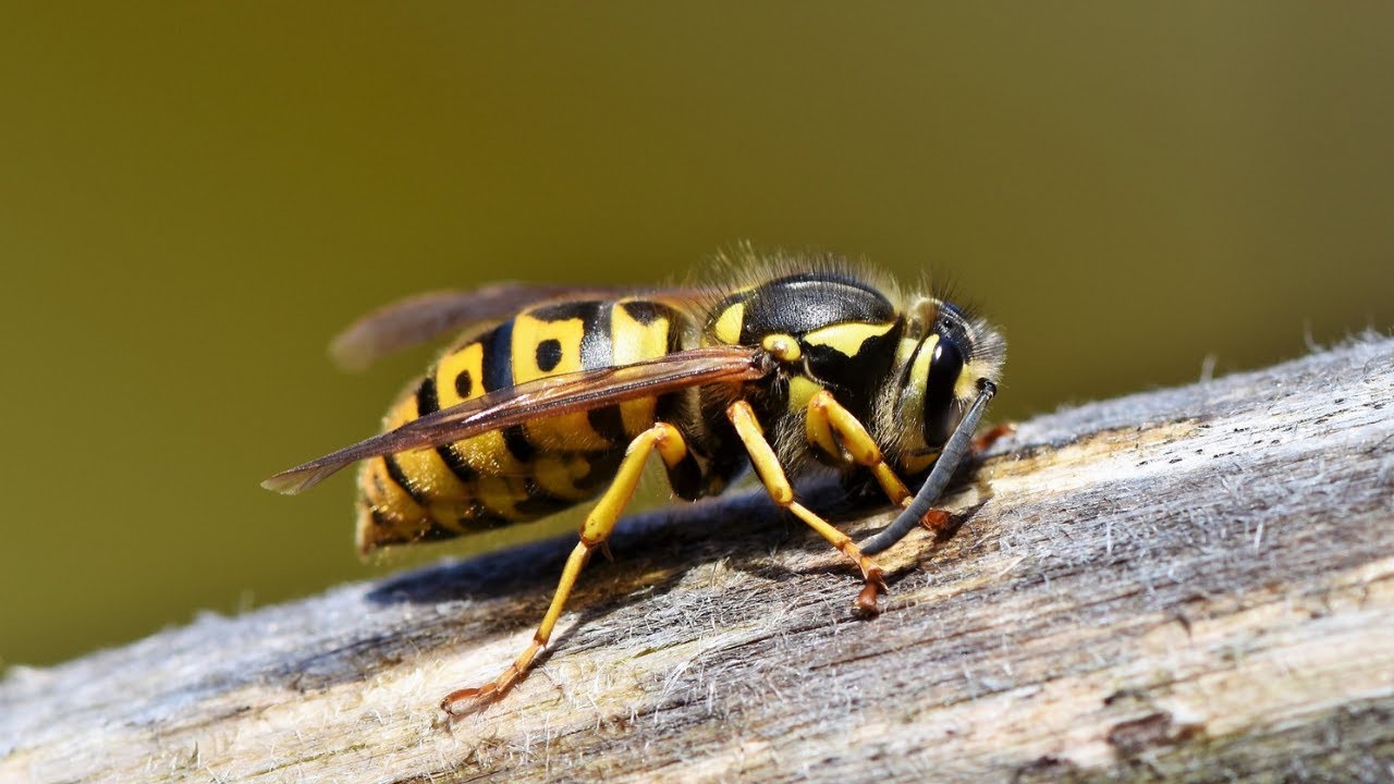 Avispa - Efecto de sonido 🐝 Wasp - Sound effect (HD) - YouTube